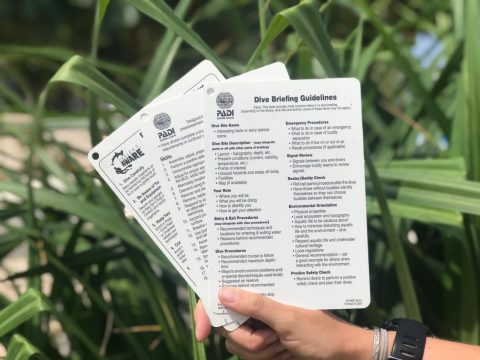 Everything you need to know about PADI Divemaster Crew Pack